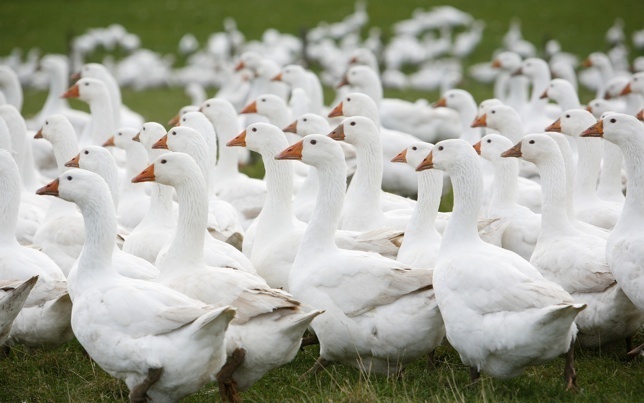 I plurali dell’inglese e il labirinto oltre la ”s”